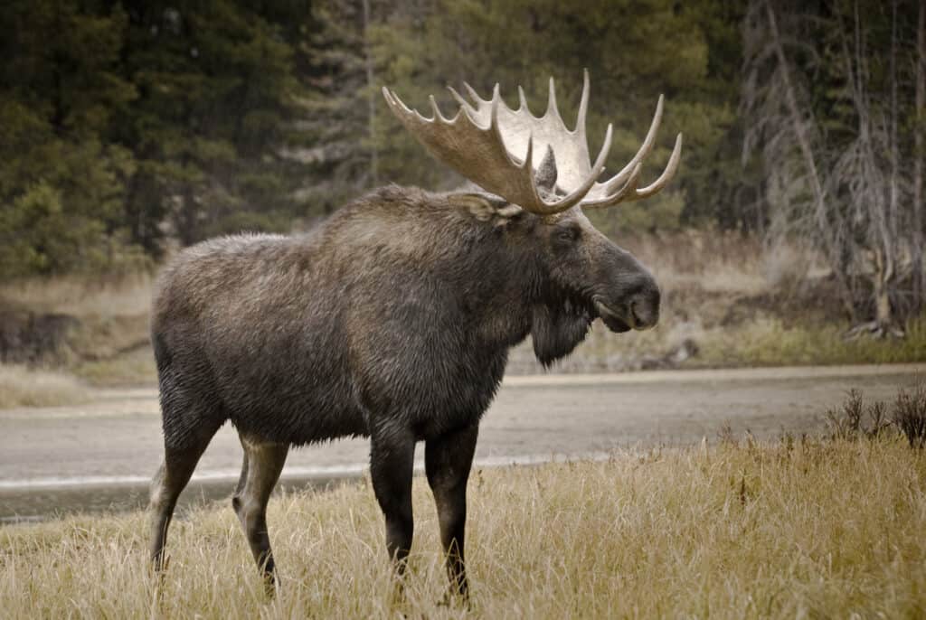 Top 10 Best Places To See A Moose In Vermont (Complete Guide)