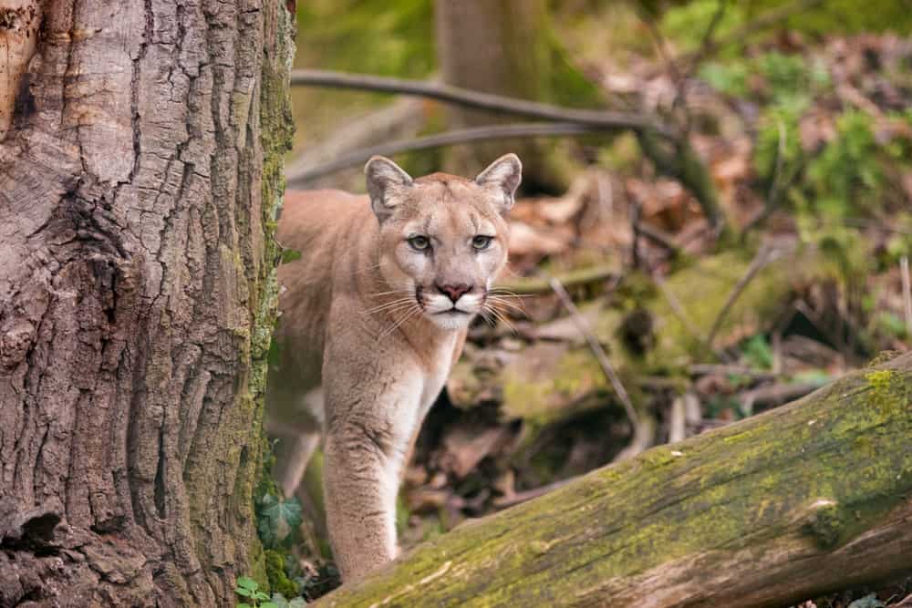Cougar Vs. Mountain Lion (What’s The Difference?)